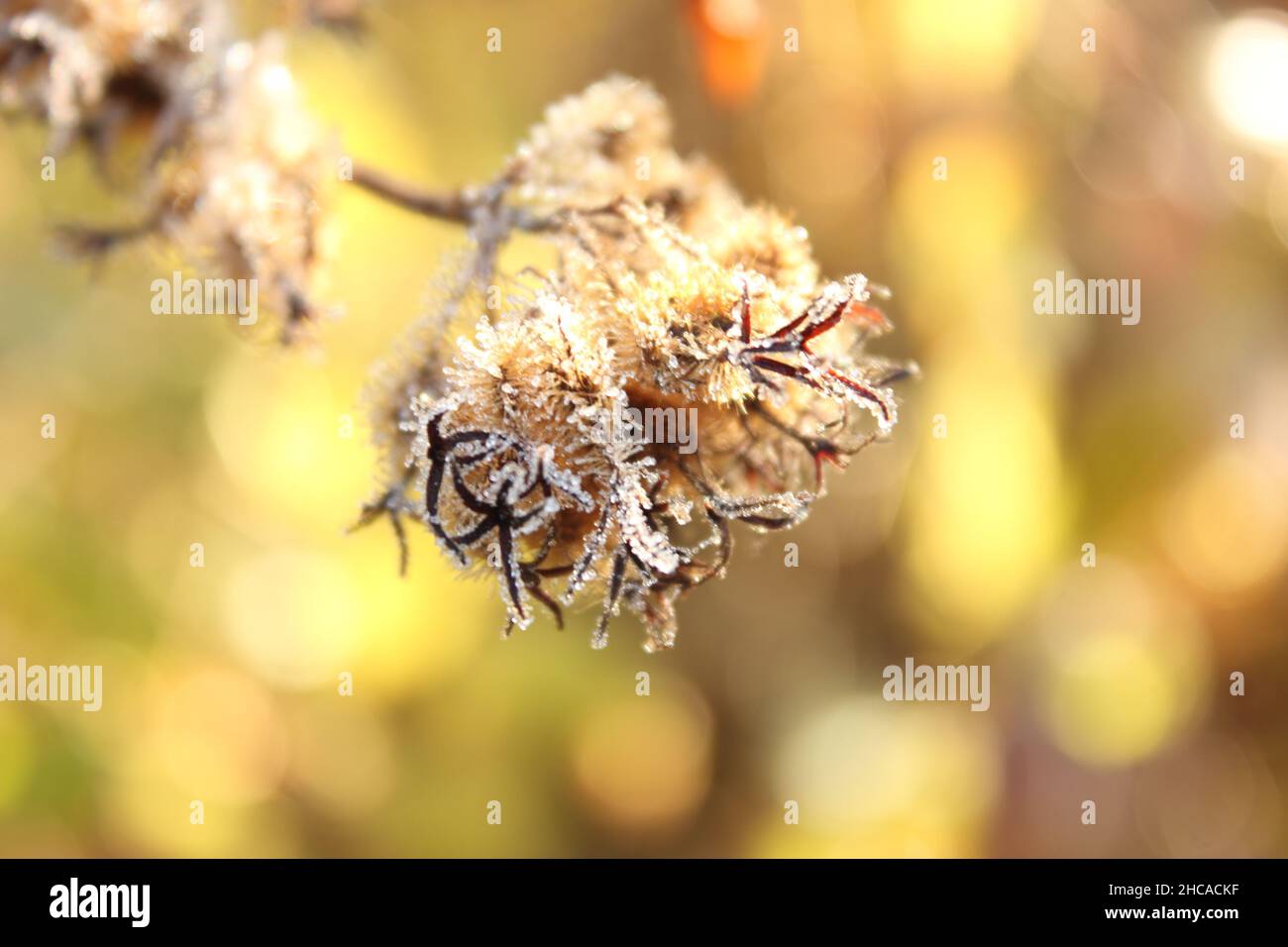 Withered blossoms on a branch covered with frost with sunlight dropping ...