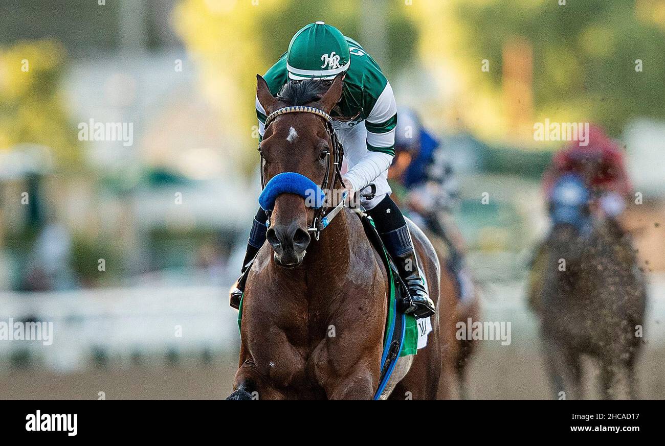 Flightline horse hi-res stock photography and images - Alamy
