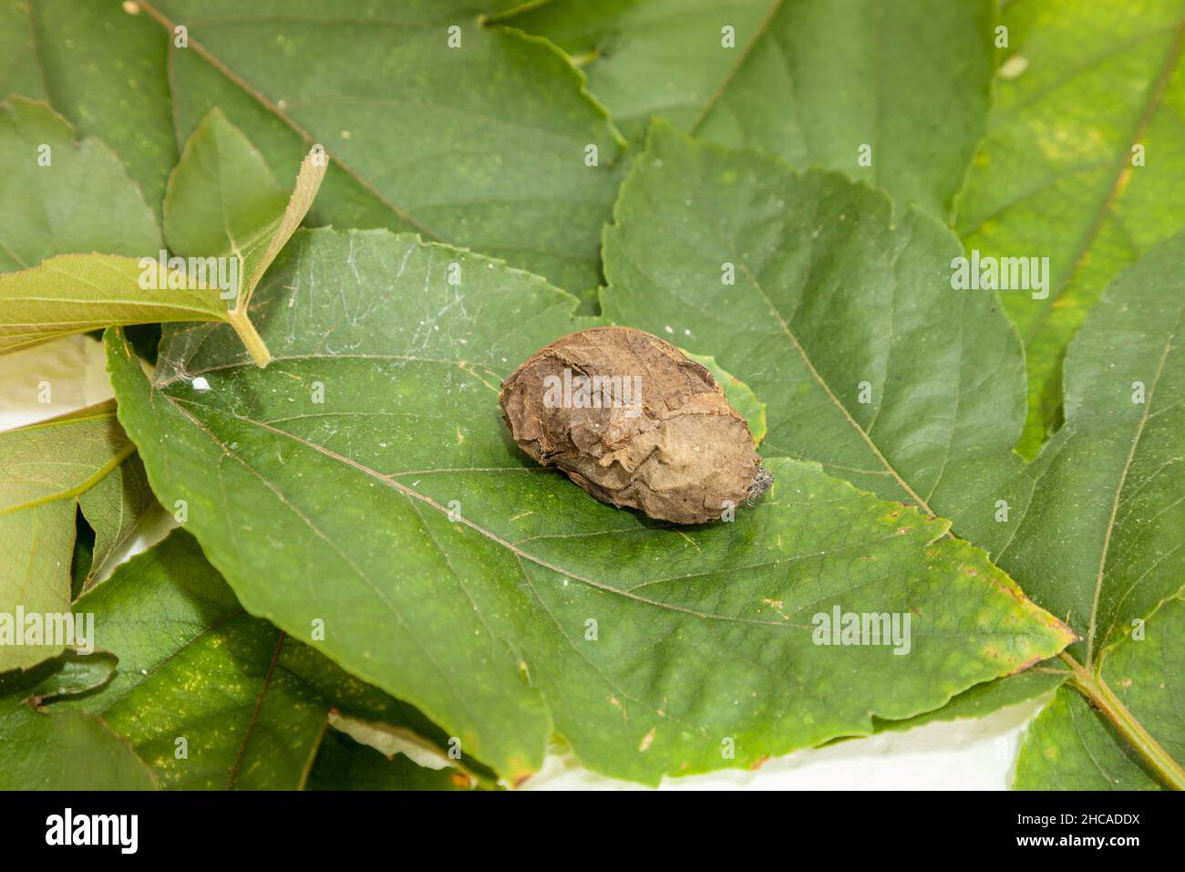 Cocoon of a luna moth Actias luna among passionflower leaves as it ...