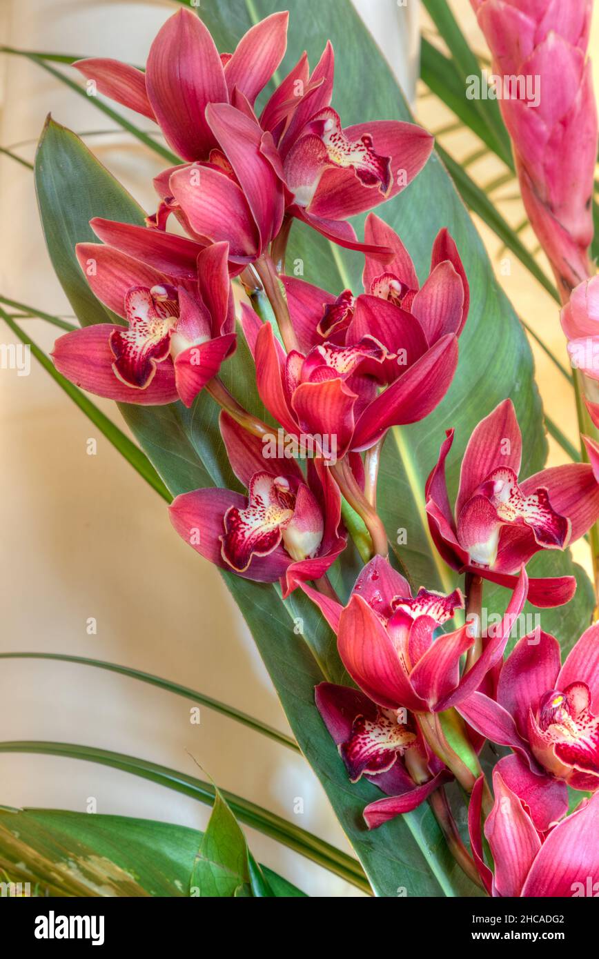 Red cymbidium orchid flower in a tropical flower arrangement in Hawaii ...