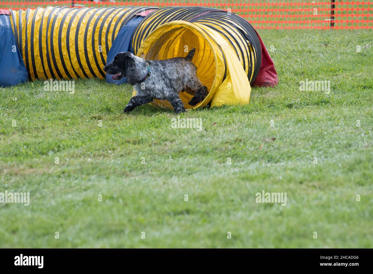 English Cocker Spaniel emerging from tunnel at agility competition ...