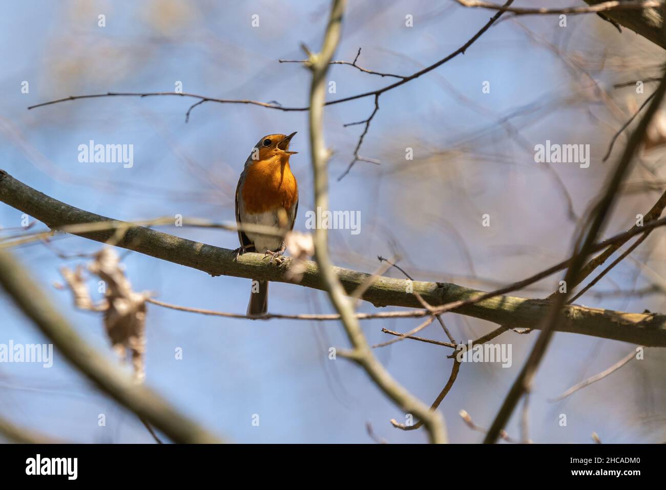 European robin (Erithacus rubecula) singing in a tree Stock Photo - Alamy