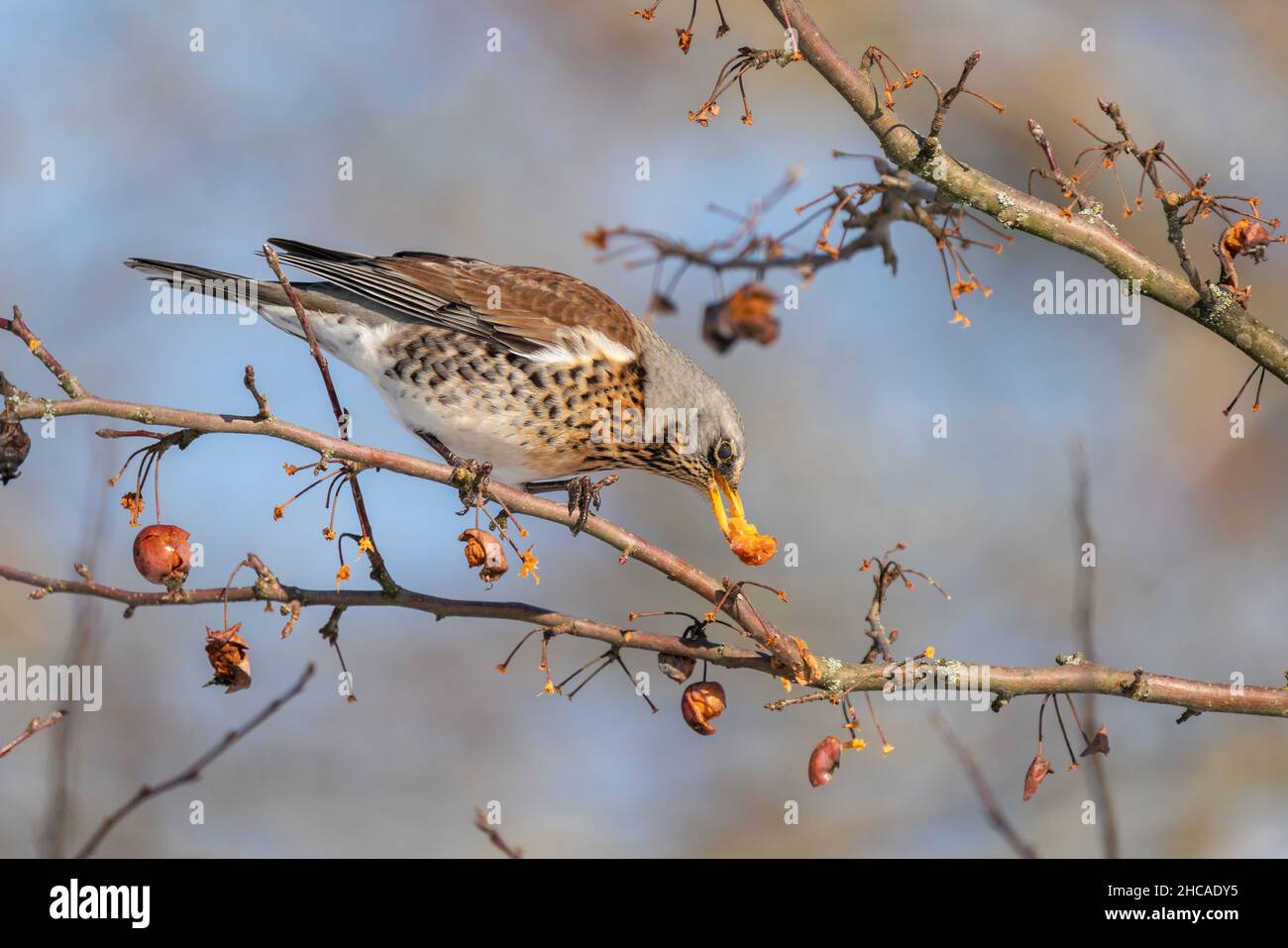 Fieldfare (Turdus pilaris) eats red berries on a cold winter day Stock ...