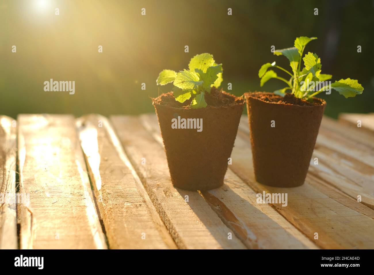 seedlings in peat cups on a table in a garden.seedling cultivation ...