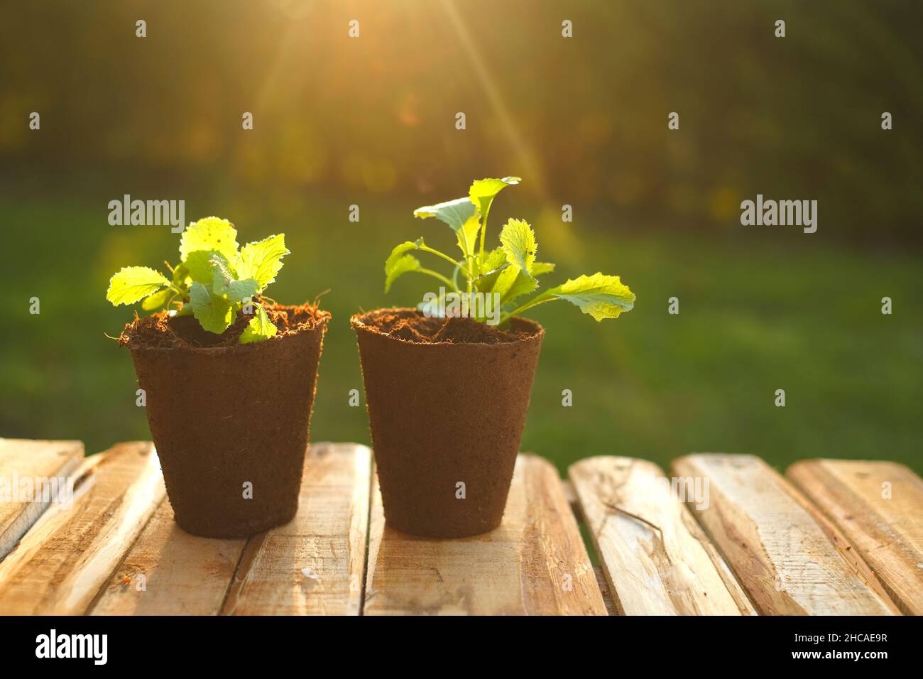 seedlings in peat cups on a table in a garden.Saplings and planting ...