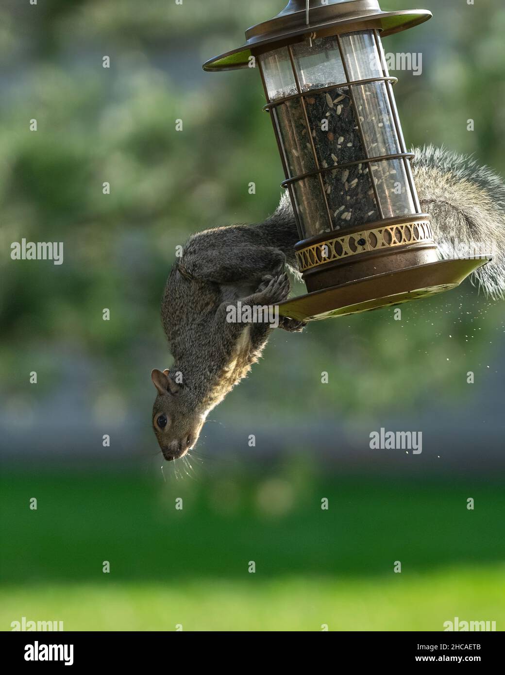 Vertical closeup of the squirrel jumping off of the bird feeder ...