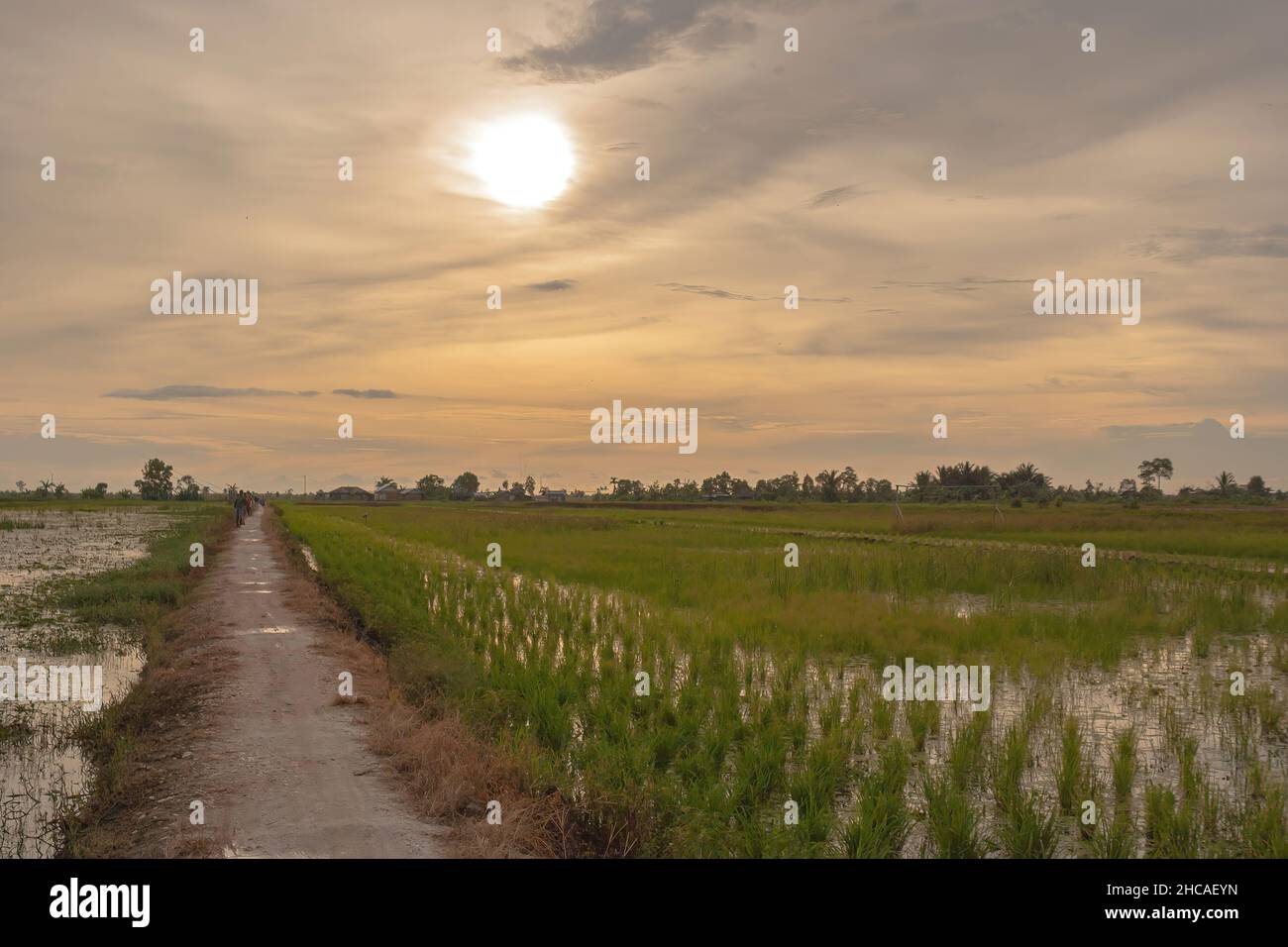 Rice fields with foot path, in the growing season, in a swamp area ...