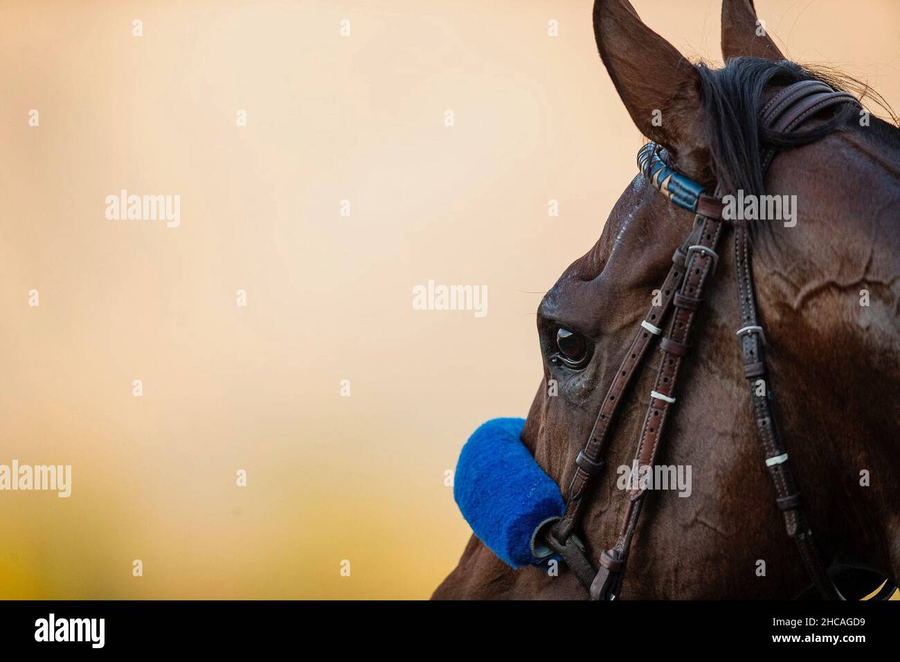 Flightline horse hi-res stock photography and images - Alamy