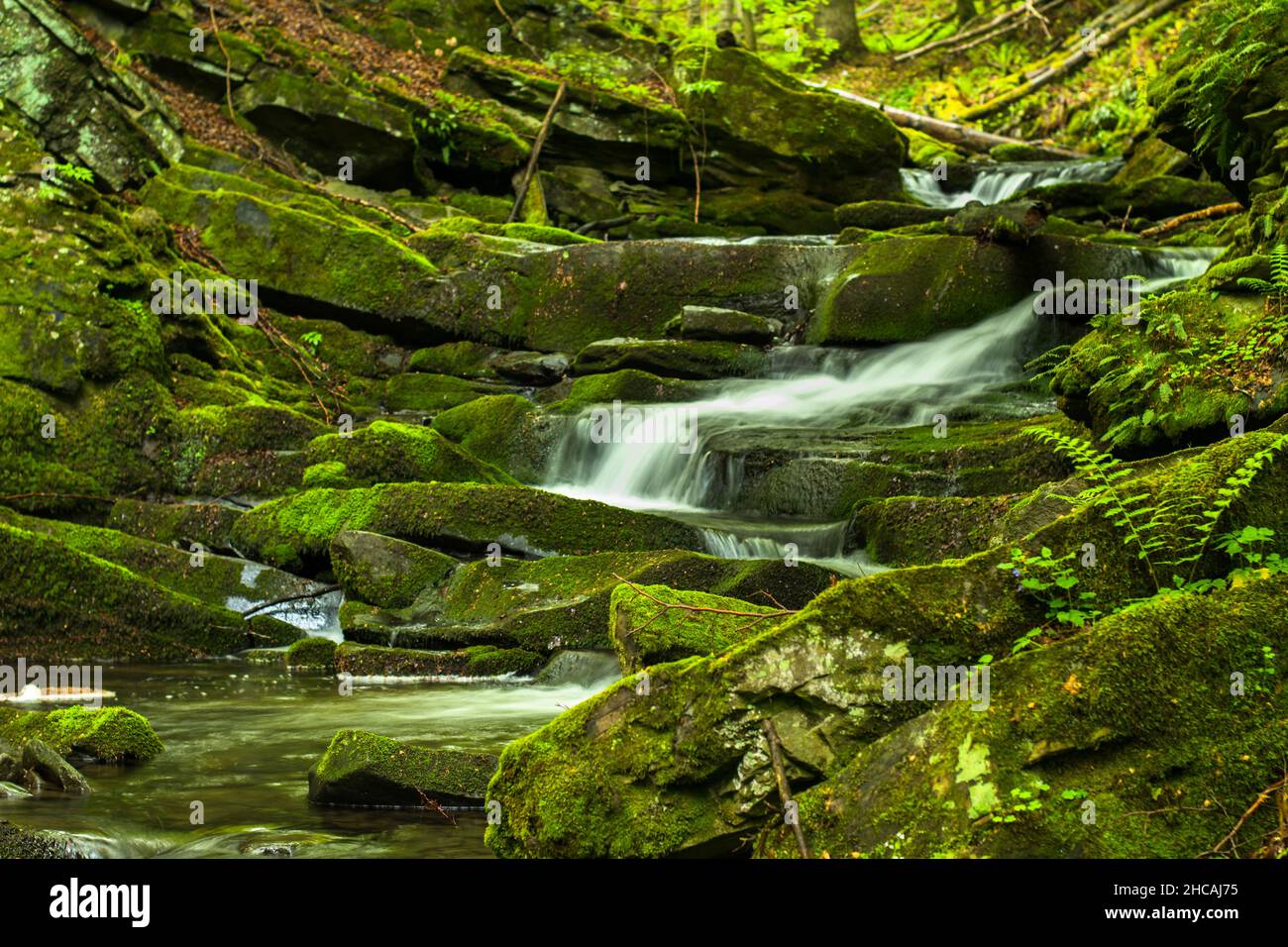 Spring in the forest. Woodland scenery. The Tworylczyk stream in the ...