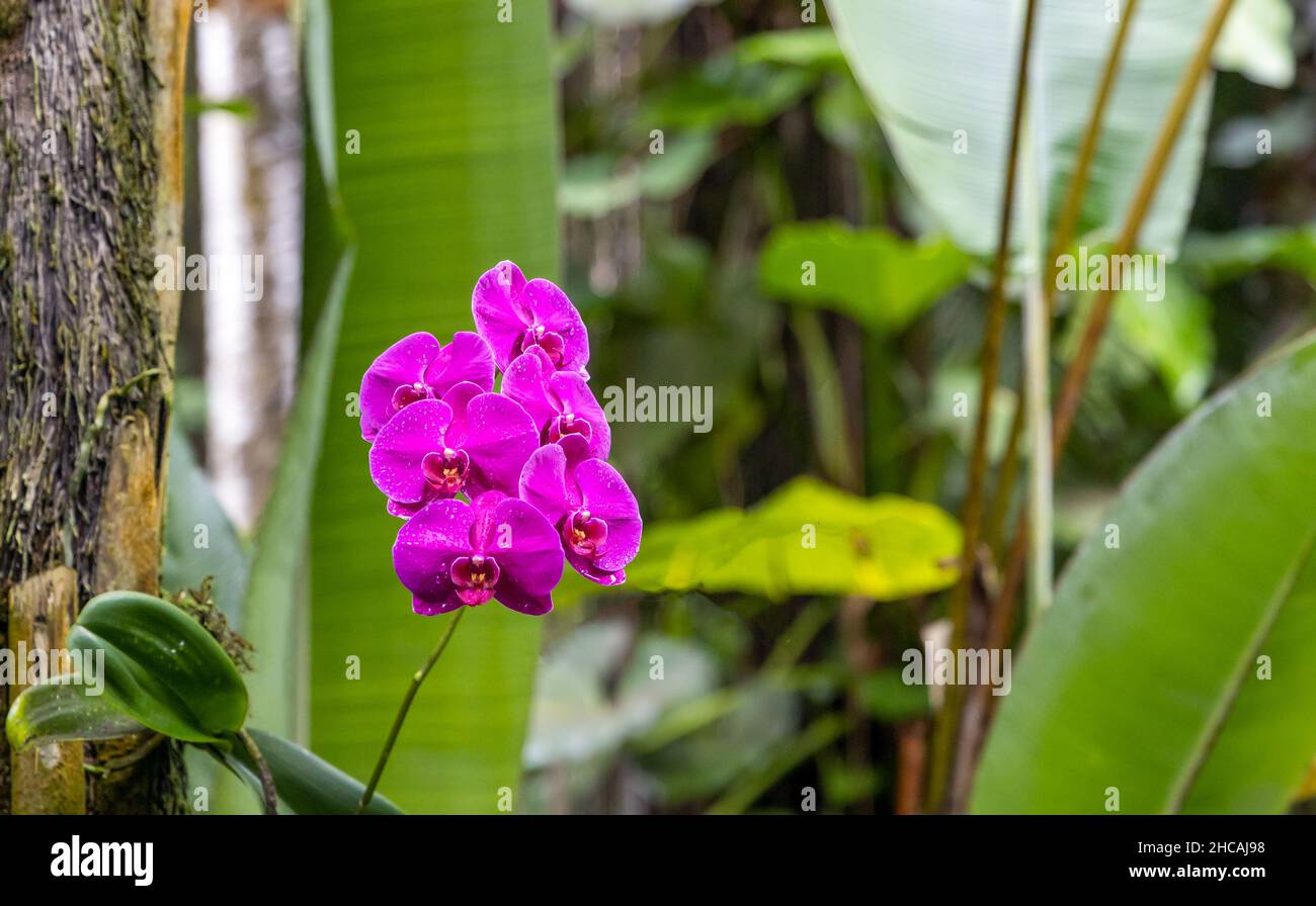 Beautiful pink moth orchid in the tropical rainforest on Big Island ...
