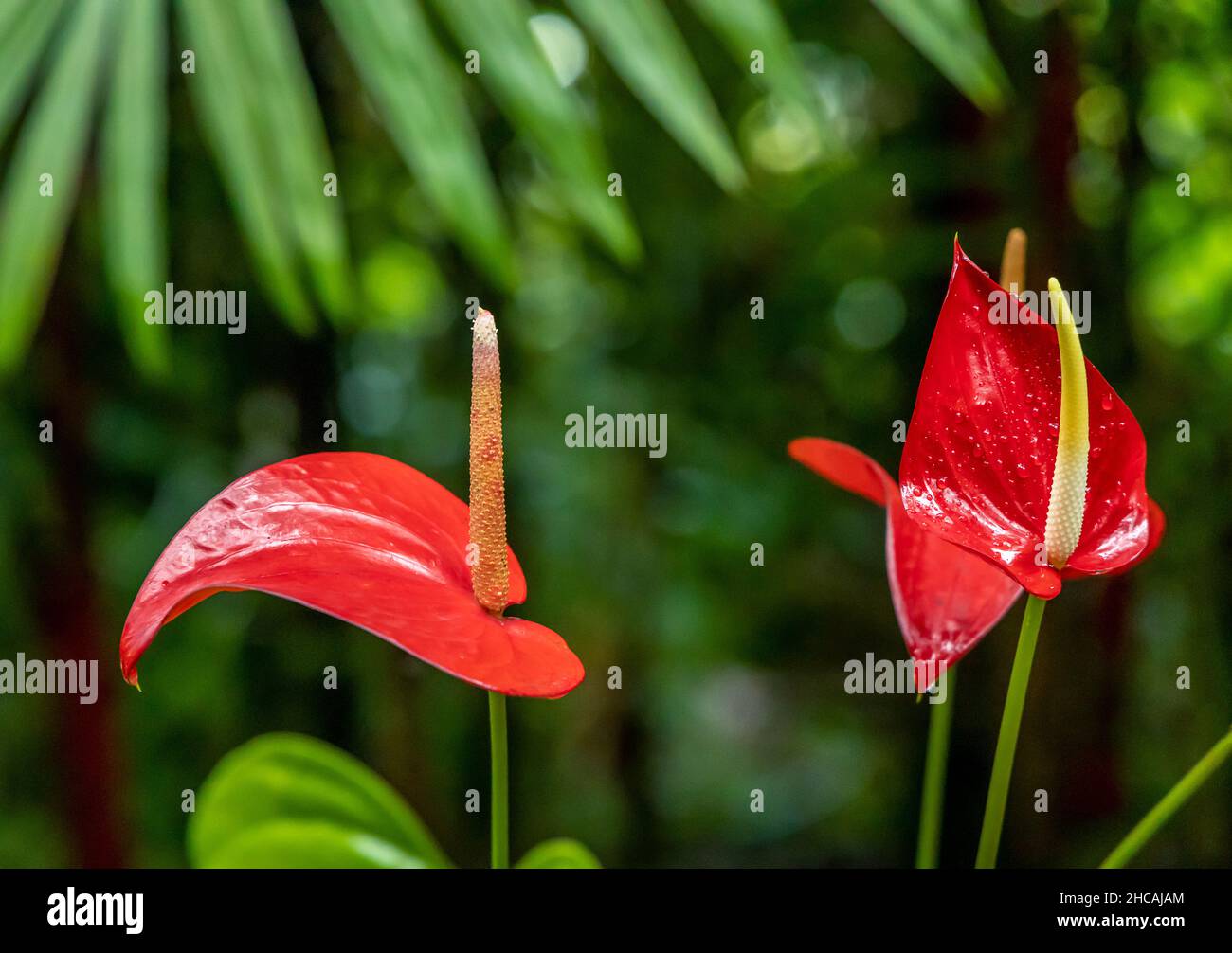 Red Anthurium flower in the tropical rainforest on Big Island, Hawaii ...