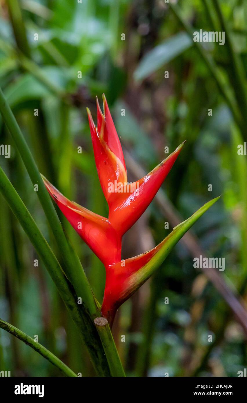 Beautiful Heliconia flower (Heliconia caribaea Lam) also known as ...