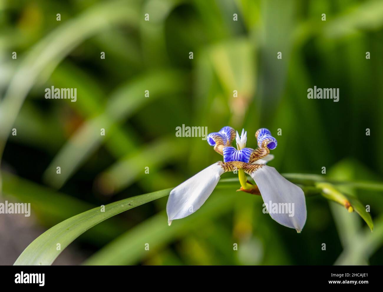White Flower knows Walking Iris, Apostle's Iris and Apostle Plant ...
