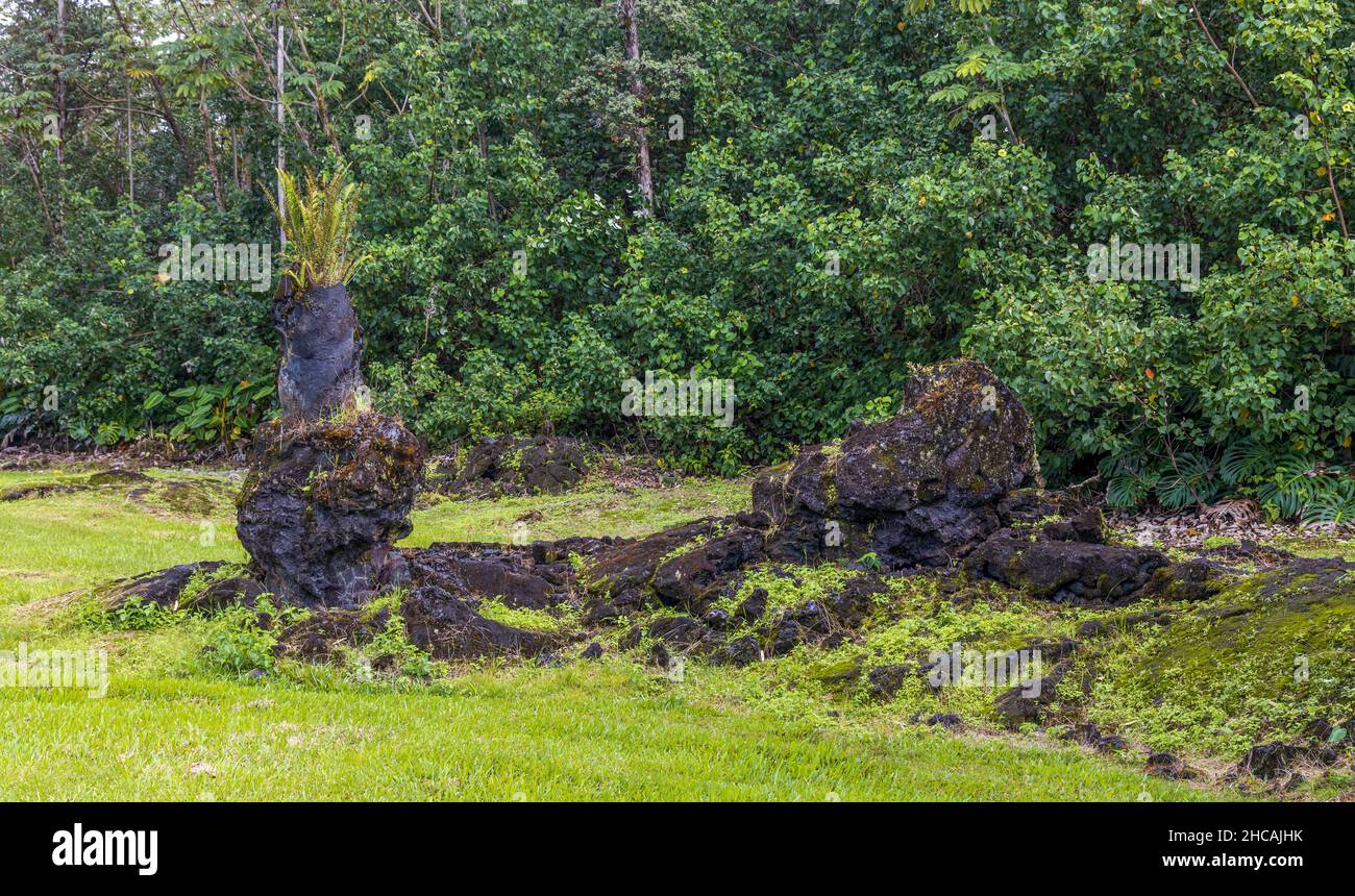 Hawaii ohia tree hi-res stock photography and images - Alamy