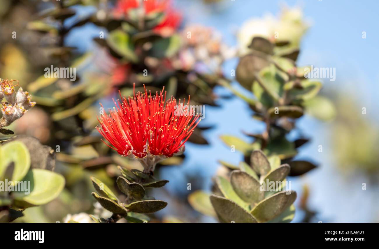 Ohia lehua blossom hi-res stock photography and images - Alamy