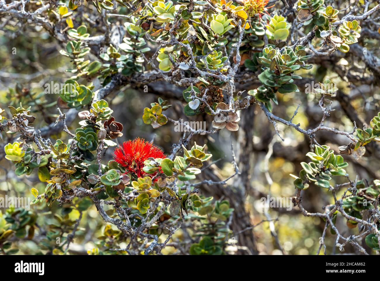 Ohia lehua blossom hi-res stock photography and images - Alamy