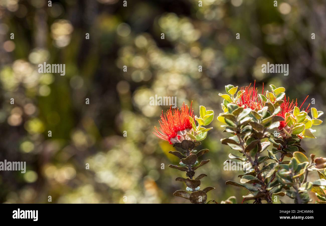 Ohia lehua blossom hi-res stock photography and images - Alamy