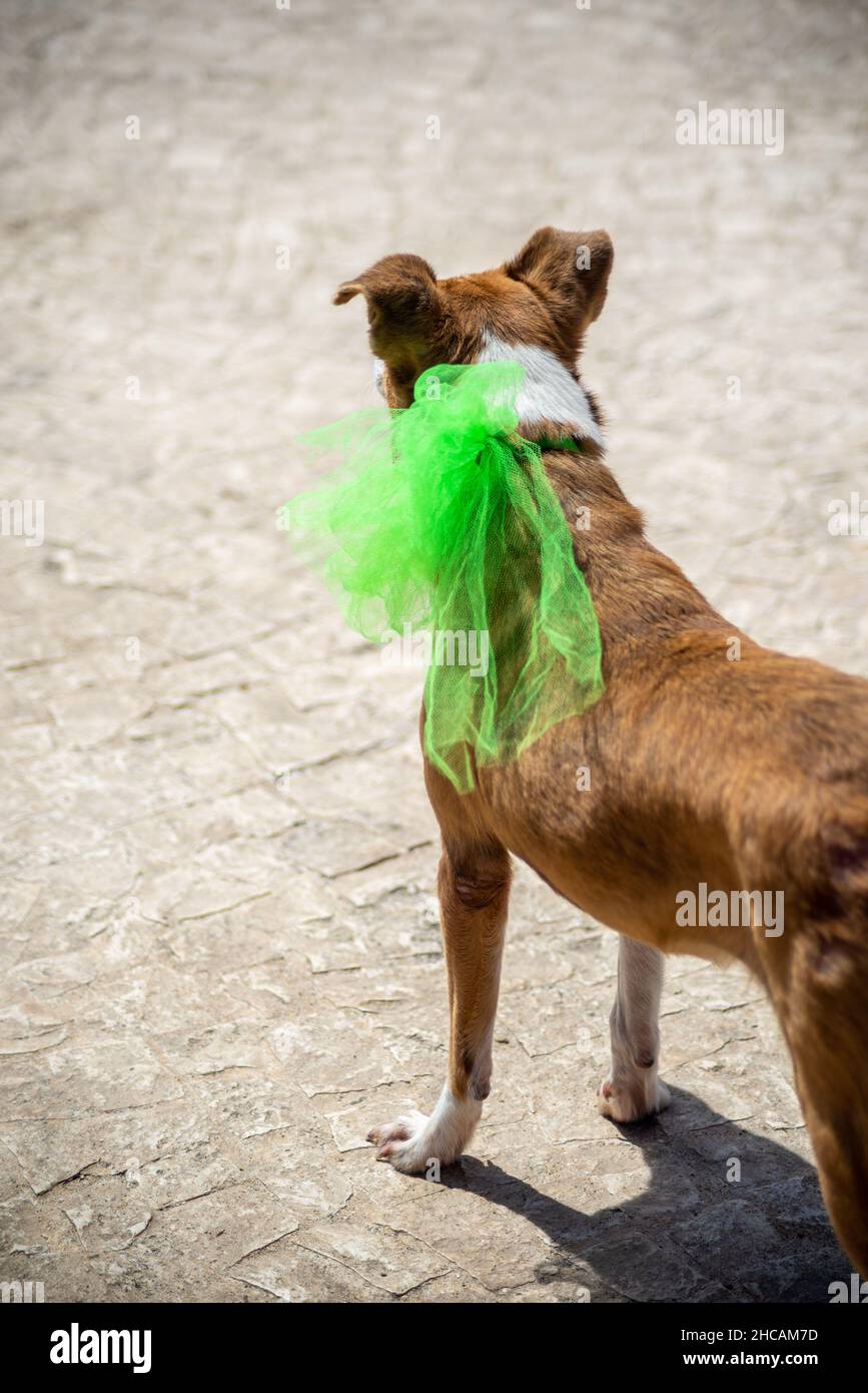 Animal tissue dog hi-res stock photography and images - Alamy