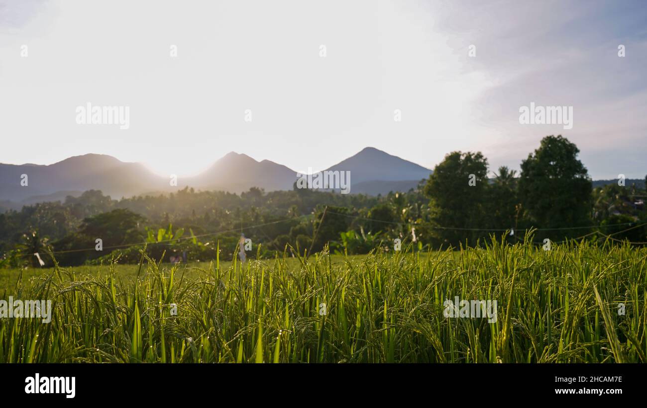 Green rice fields in tropical hi-res stock photography and images - Alamy
