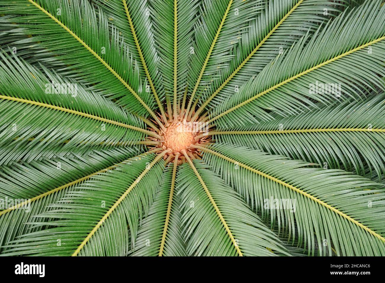 Macro shot of the core of a palm tree Stock Photo - Alamy