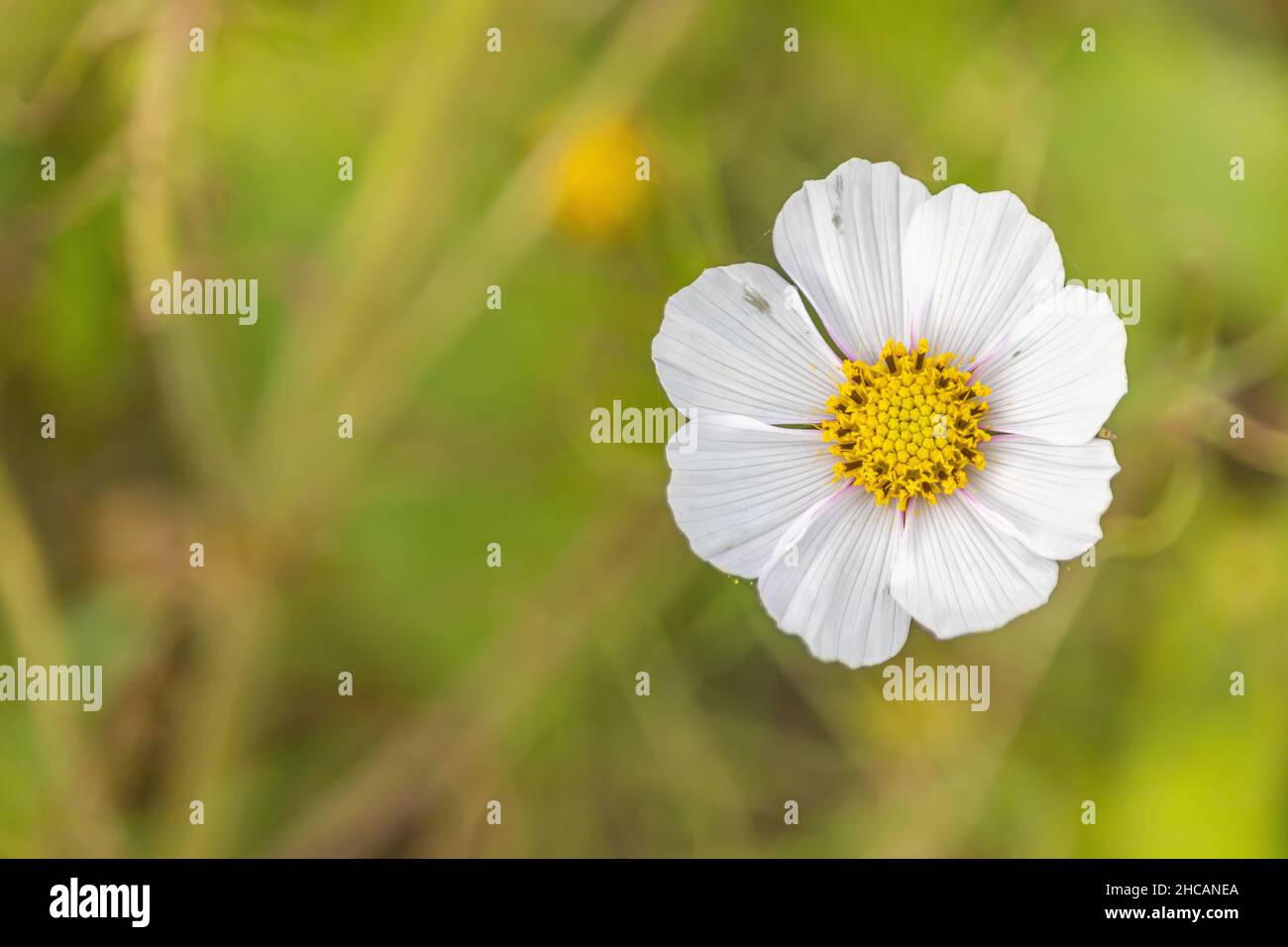 Daisy details hi-res stock photography and images - Alamy