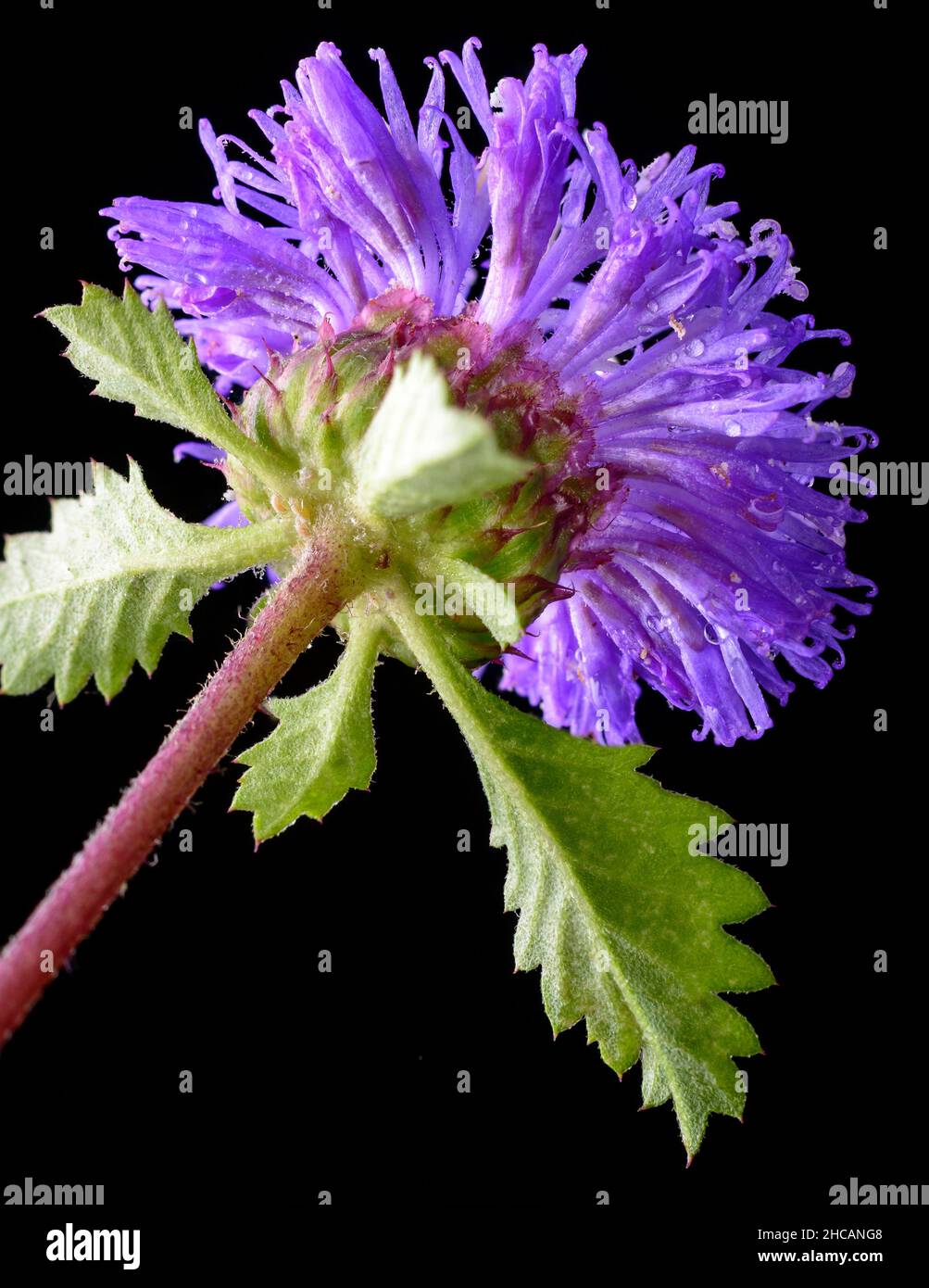 common knapweed or black knapweed, closeup, macro view of purple flower ...