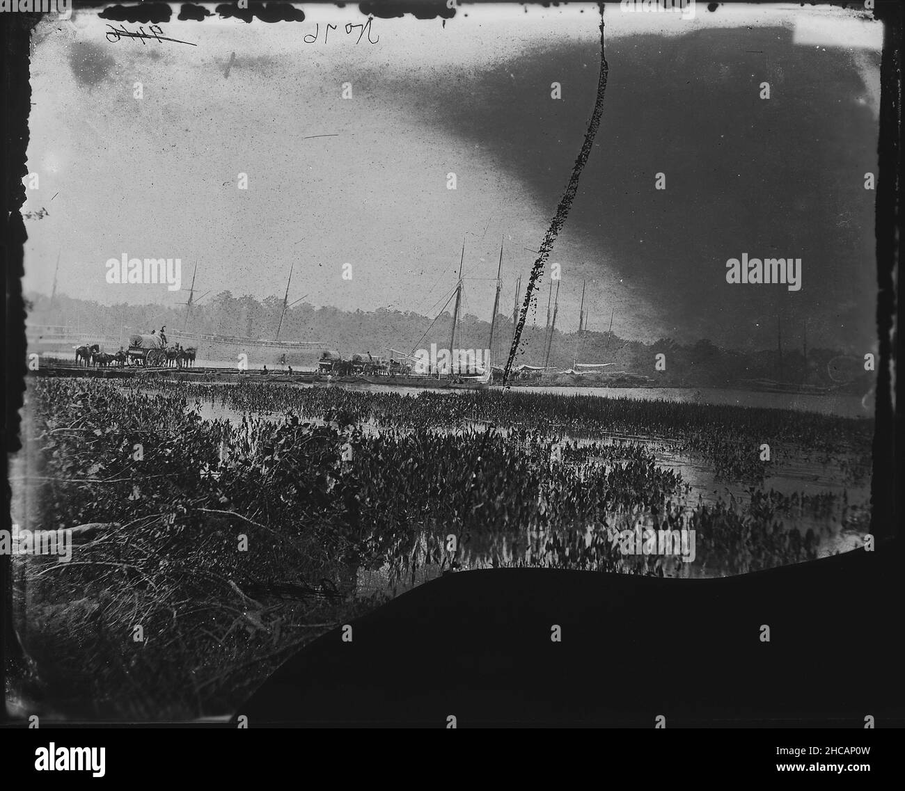 vintage, retro, old, photograph, century, botany, graphics, antique ...