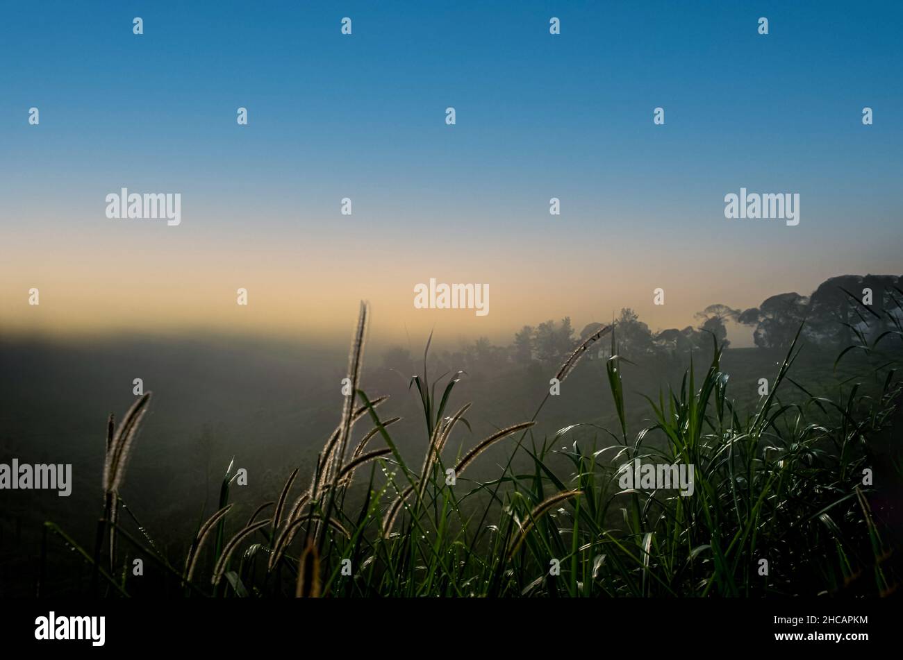 Feathertop rhodes grass hi-res stock photography and images - Alamy