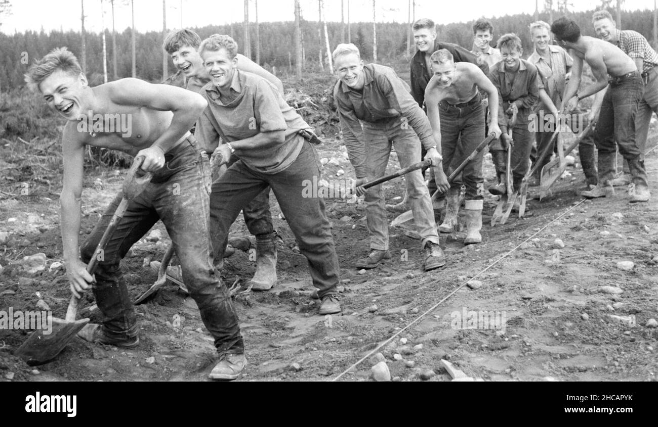 vintage, retro, old, photograph, century, botany, graphics, antique ...