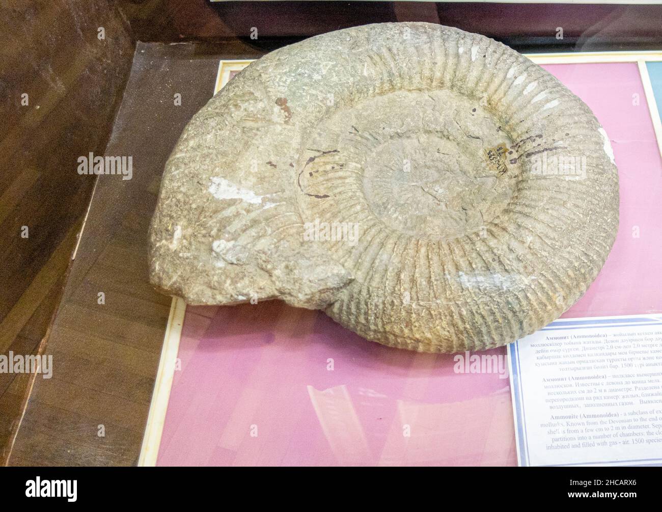 Mollusks fossils hi-res stock photography and images - Alamy