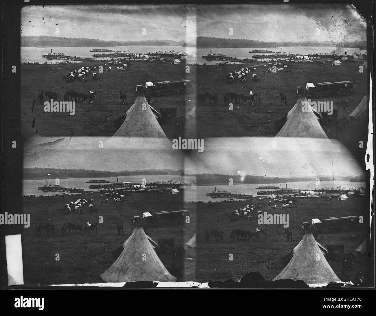 vintage, retro, old, photograph, century, botany, graphics, antique ...