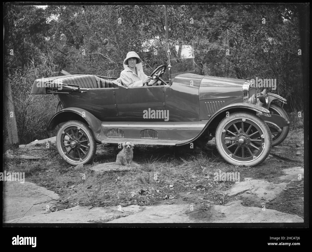 vintage, retro, old, photograph, century, botany, graphics, antique ...