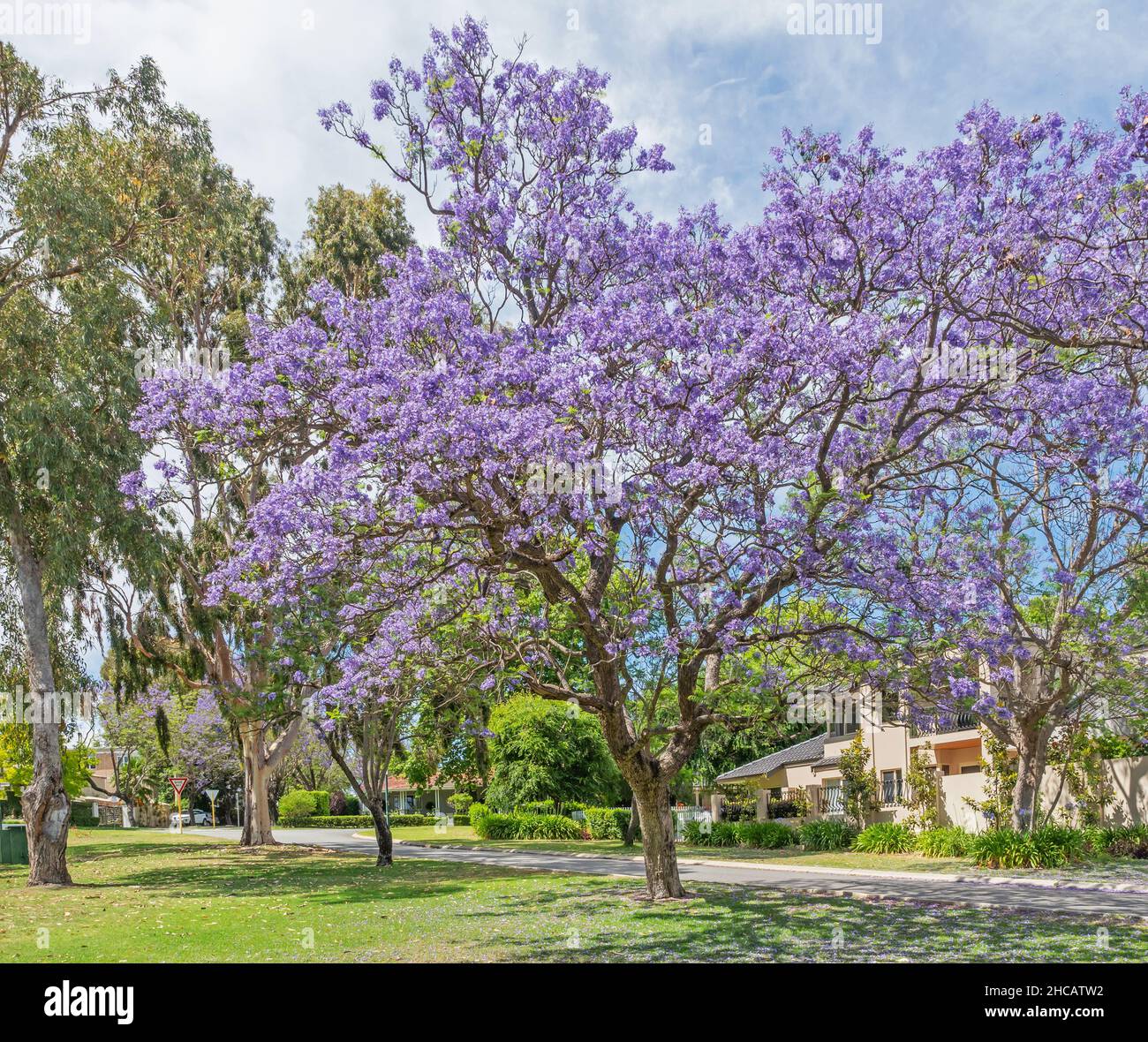 A jacaranda-lined street in the upmarket suburb of Applecross, in Perth ...
