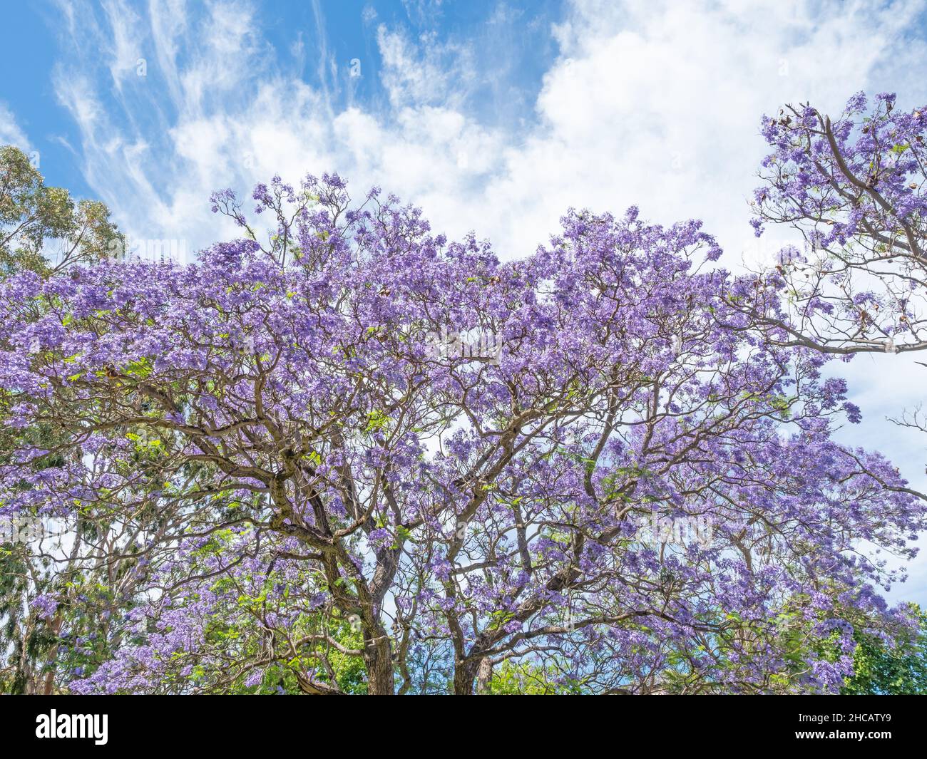 The purple-blue flowers of a jacaranda tree (Jacaranda mimosifolia ...