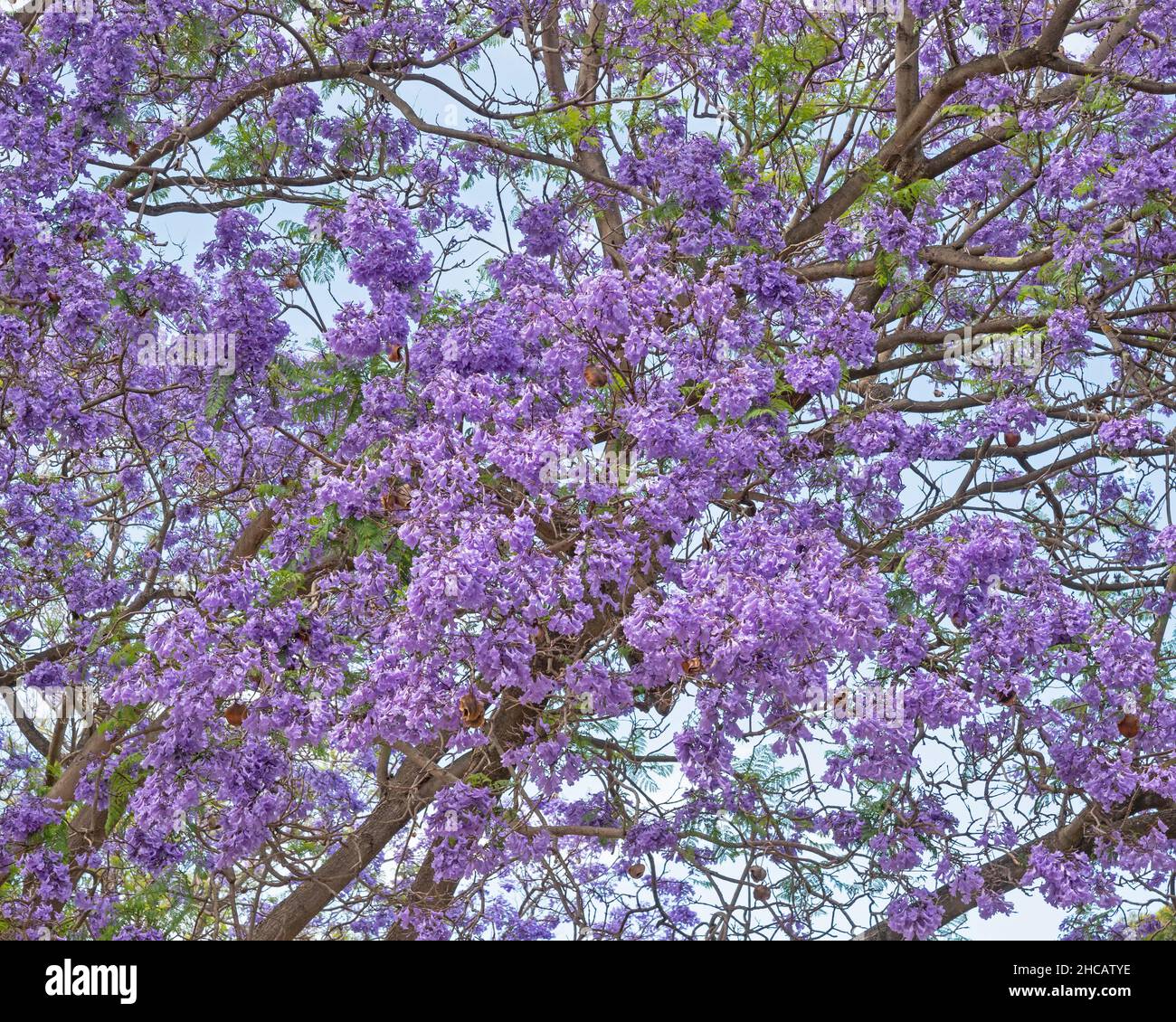The purple-blue flowers of a jacaranda tree (Jacaranda mimosifolia ...