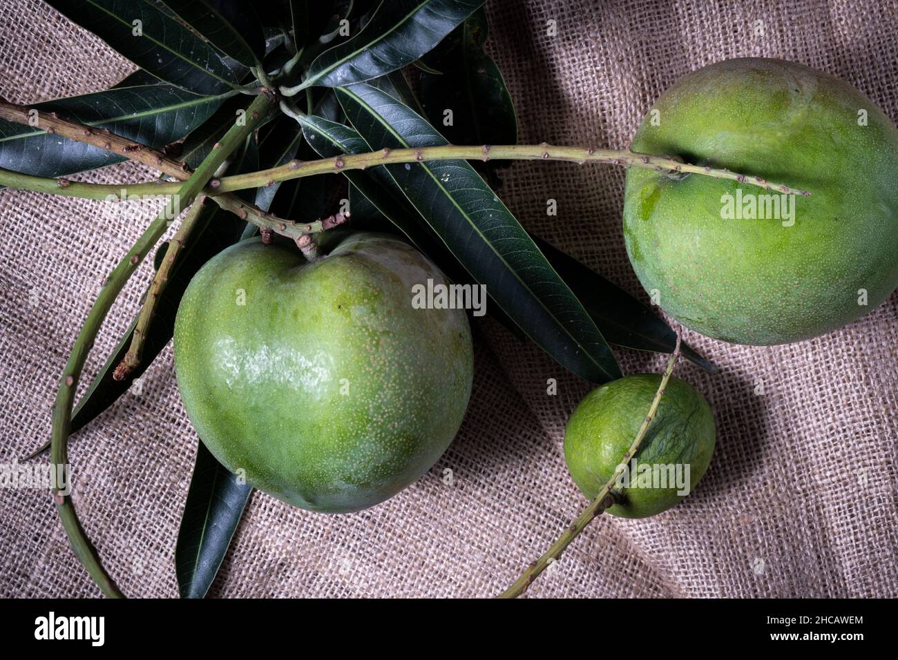 Mango plantation hi-res stock photography and images - Alamy