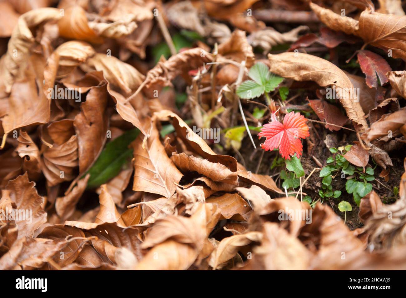 Minimal nature background. Autumn colors on dry leaves. Woodland ...