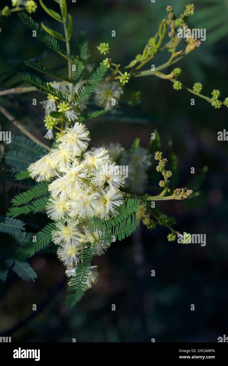 Black wattle tree hi-res stock photography and images - Alamy