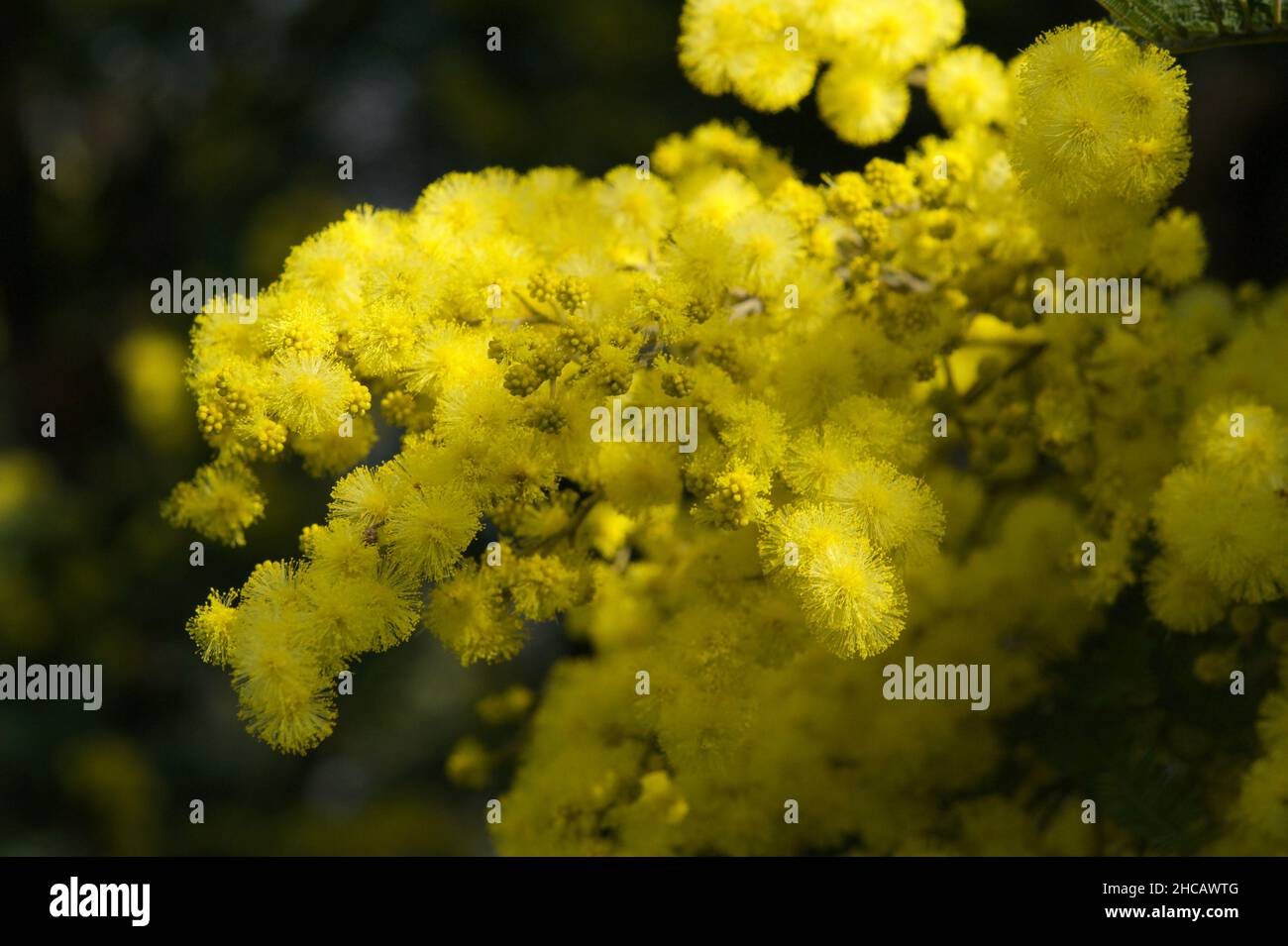 Silver wattle flowers hi-res stock photography and images - Alamy