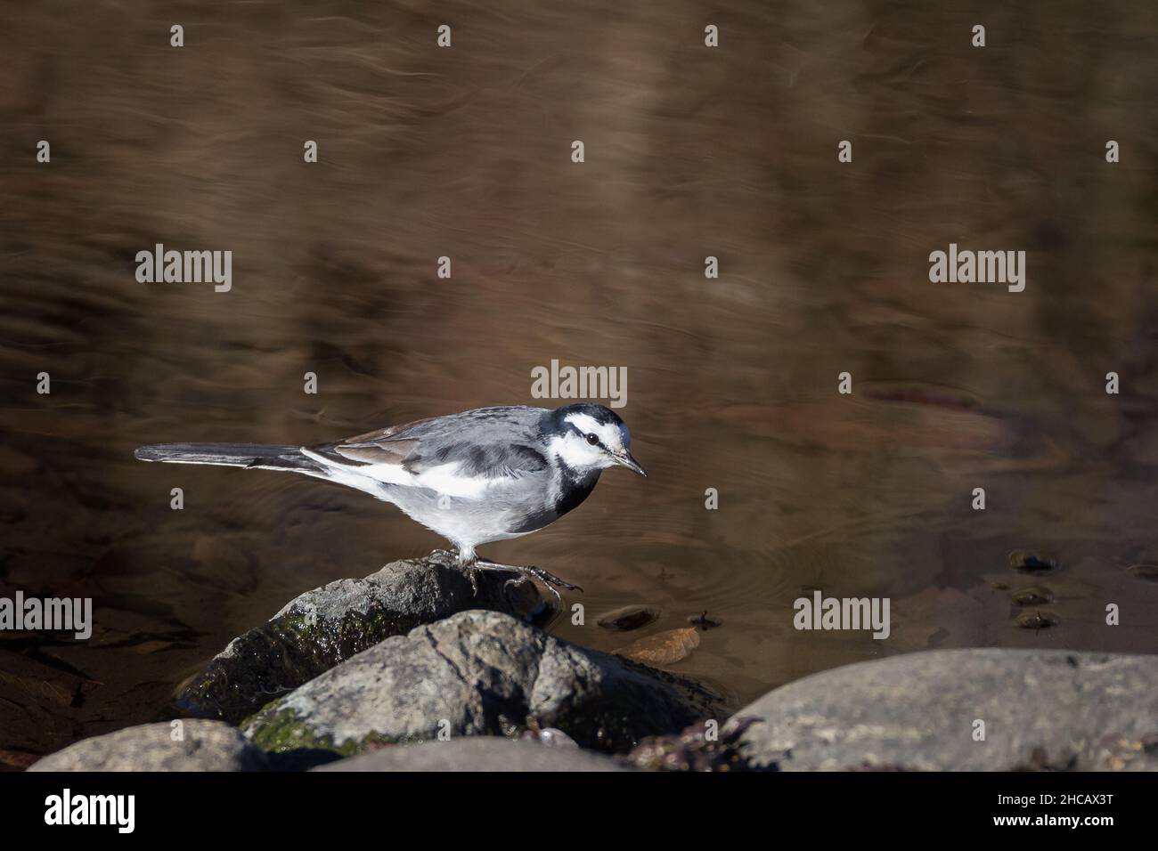 A Japanese wagtail (Motacilla alba lugens) a subspecies of white ...