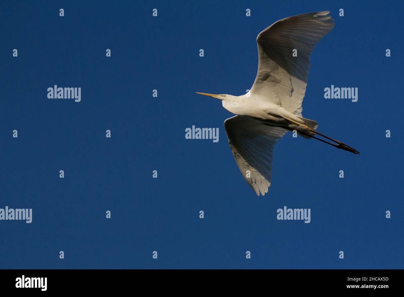 Flying egret images hi-res stock photography and images - Alamy