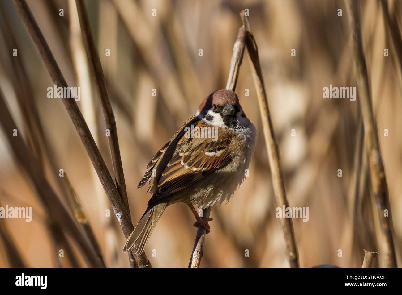 A male Eurasian Tree Sparrow (Passer montanus) on reeds in Ueno Park ...