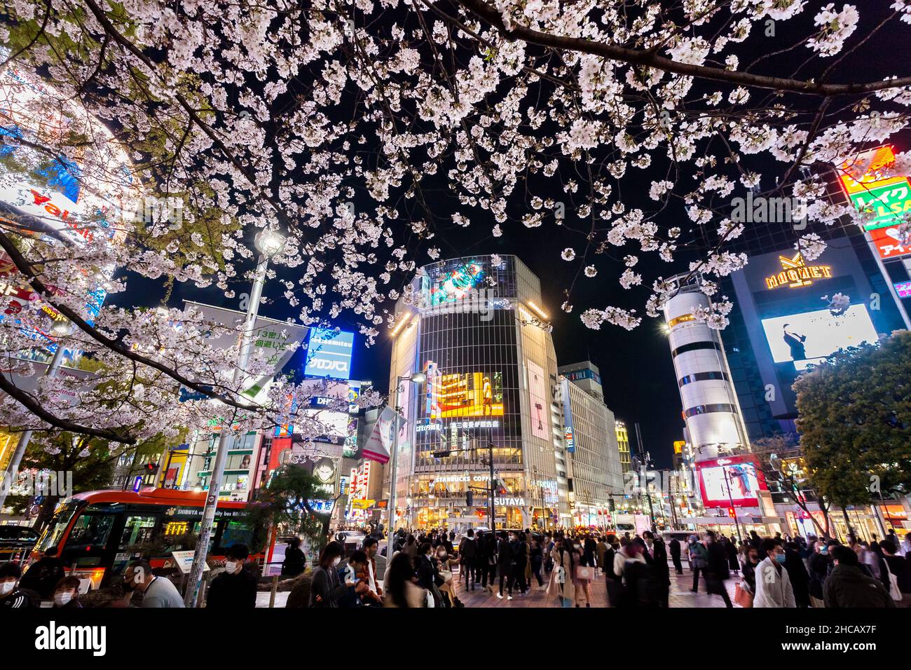 Sakura (cherry blossom) blooms over hachiko Square in Shibuya, Tokyo ...