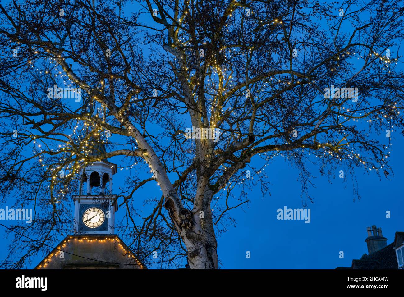 Christmas Lights in the early morning around a silver birch tree in ...