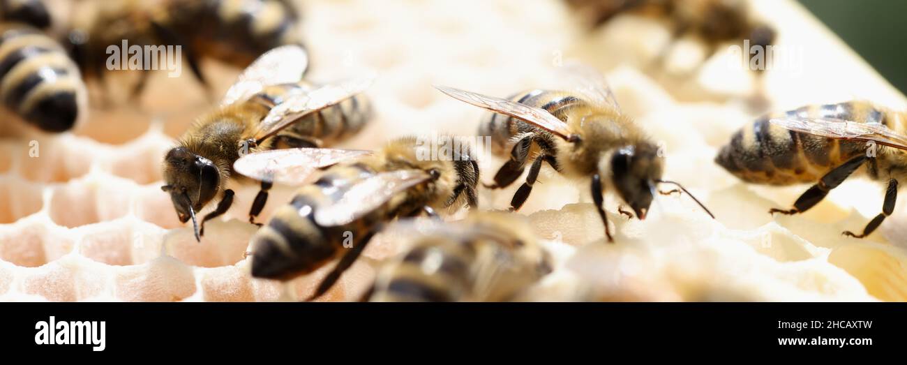 Many honey bees hi-res stock photography and images - Alamy