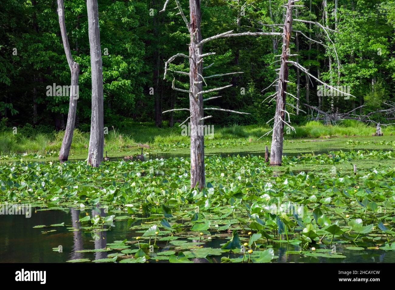 A wetland created by beavers damming a stream in Delaware Water Gap ...