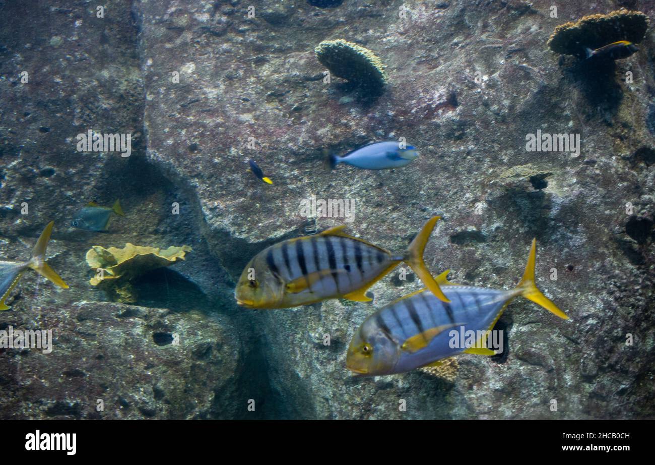 Beautiful fish at bottom of the aquarium, Oceanarium, business tourism ...