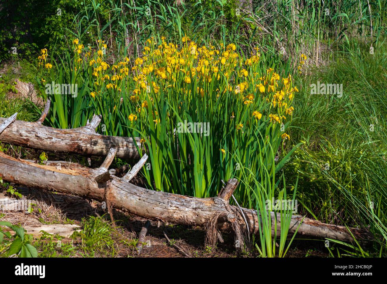 Yellow Flag Iris is a native of Eurasia that has escapted from gardens ...