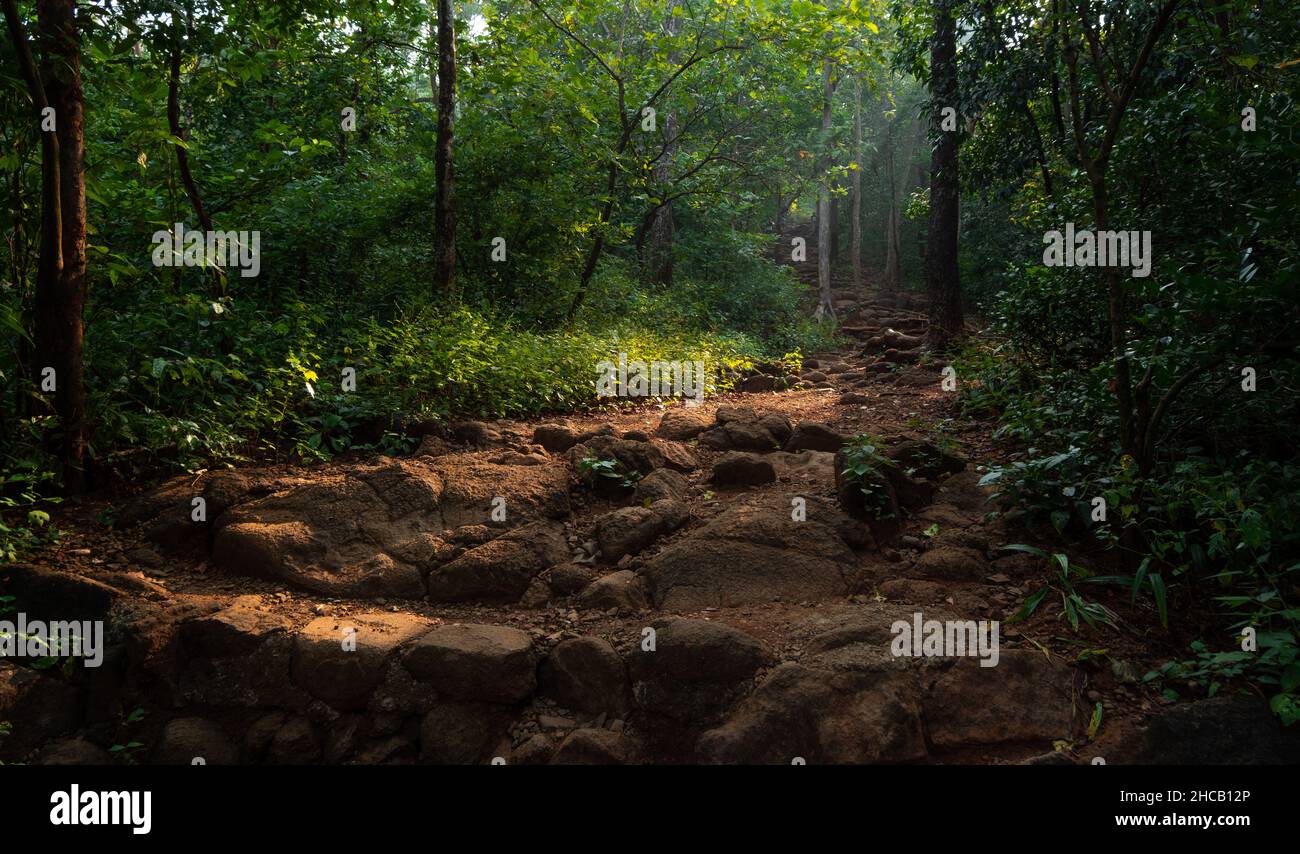 Sun rays have fallen from the trees on the footpath leading to Karnala ...