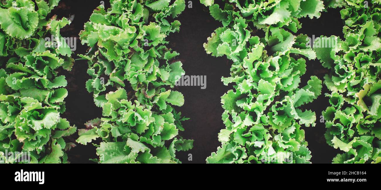 Banner with rows of organic healthy green lettuce plants Stock Photo ...